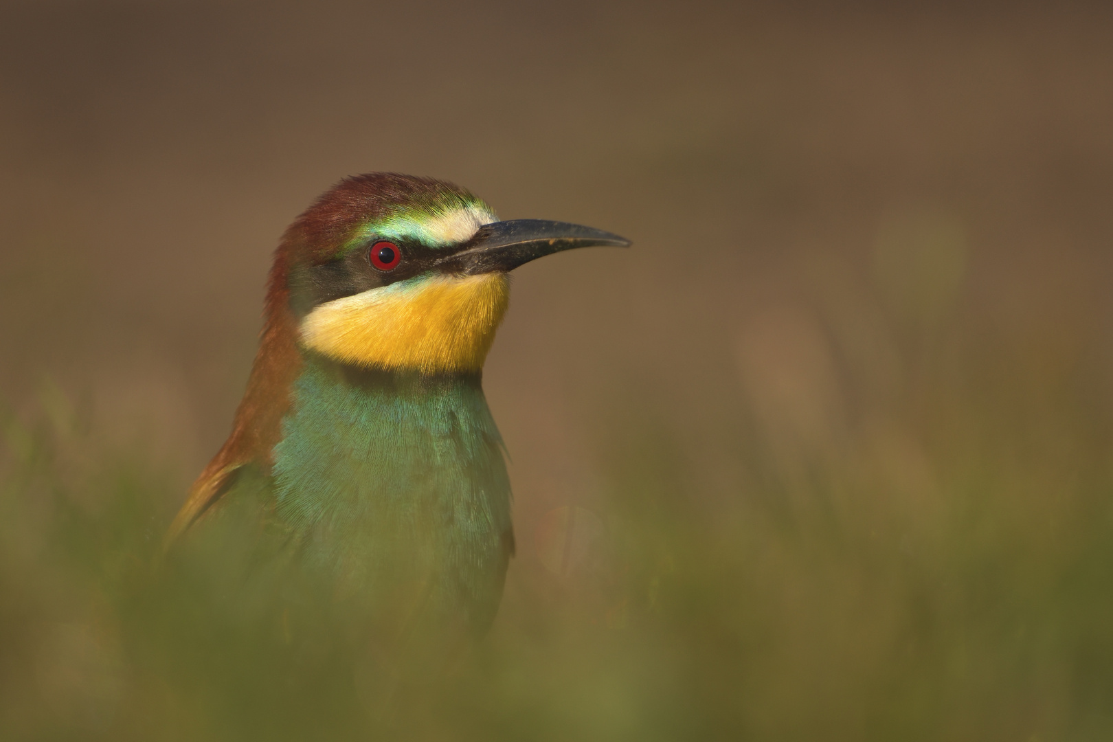 Merops Portrait Foto & Bild | tiere, wildlife, wild lebende vögel ...