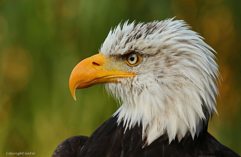 Merrid Foto & Bild | tiere, zoo, wildpark & falknerei, vögel Bilder auf ...