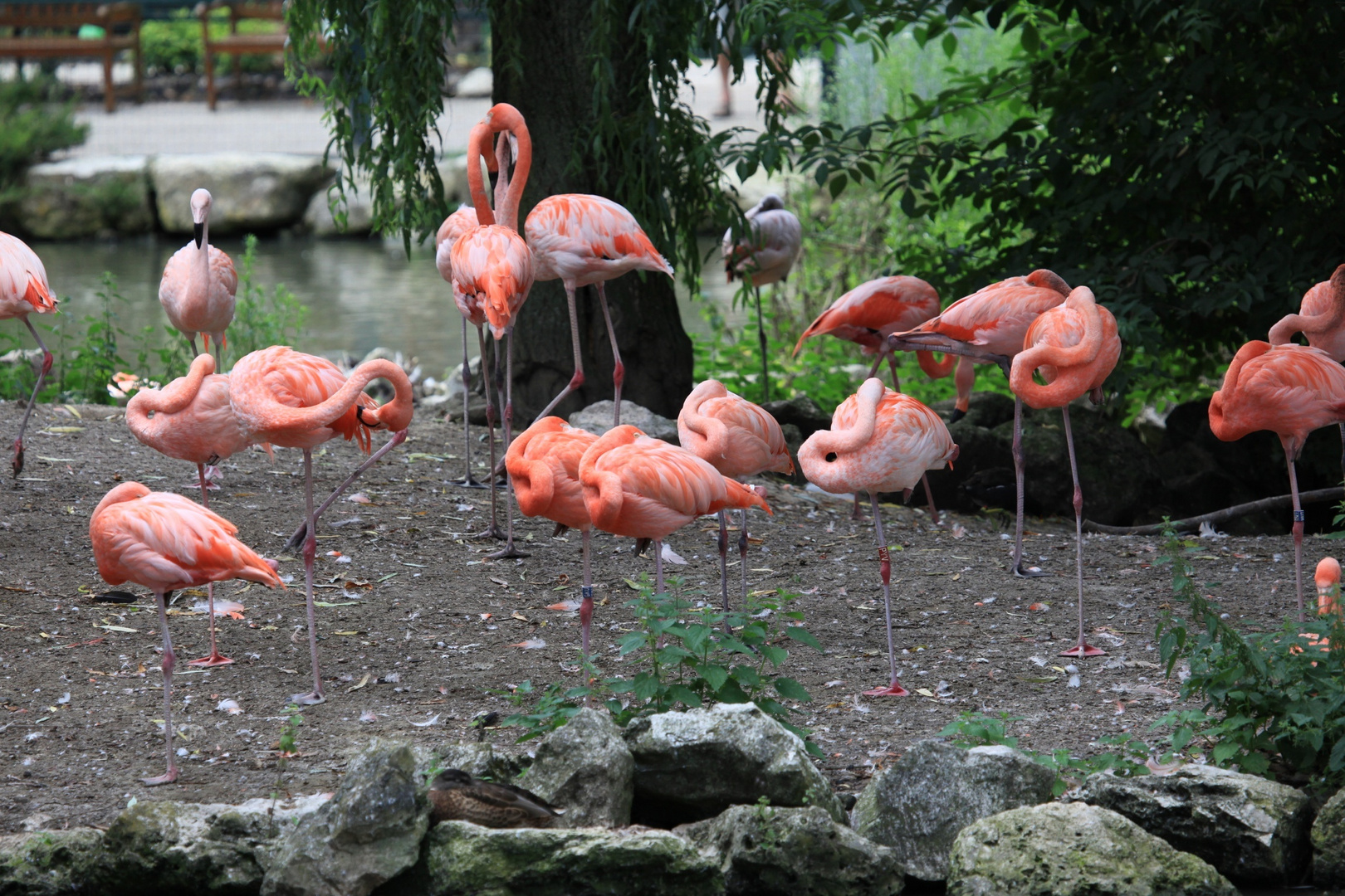 Mes flamands roses photo et image | animaux, zoo et animaux en ...