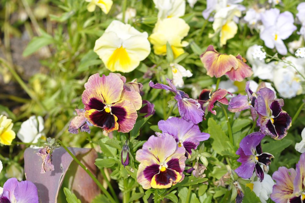 Mes pensées vont vers vous photo et image | fleurs, nature Images ...