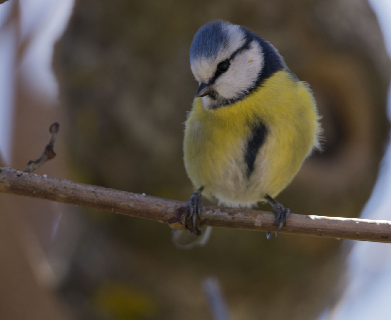 mésange photo et image | fotos, france, nature Images fotocommunity