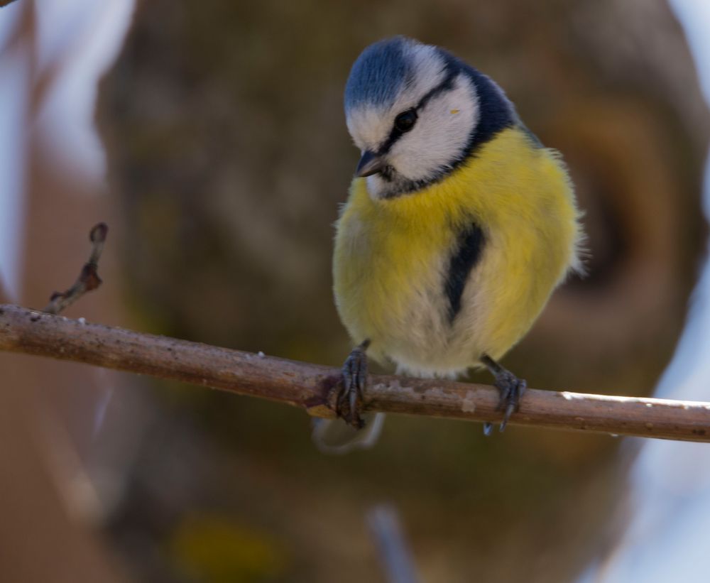 mésange photo et image | fotos, france, nature Images fotocommunity