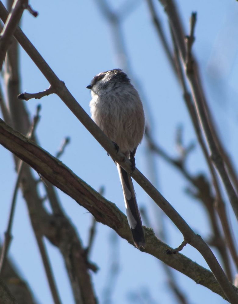 mésange à longue queue photo et image | animaux, animaux sauvages ...