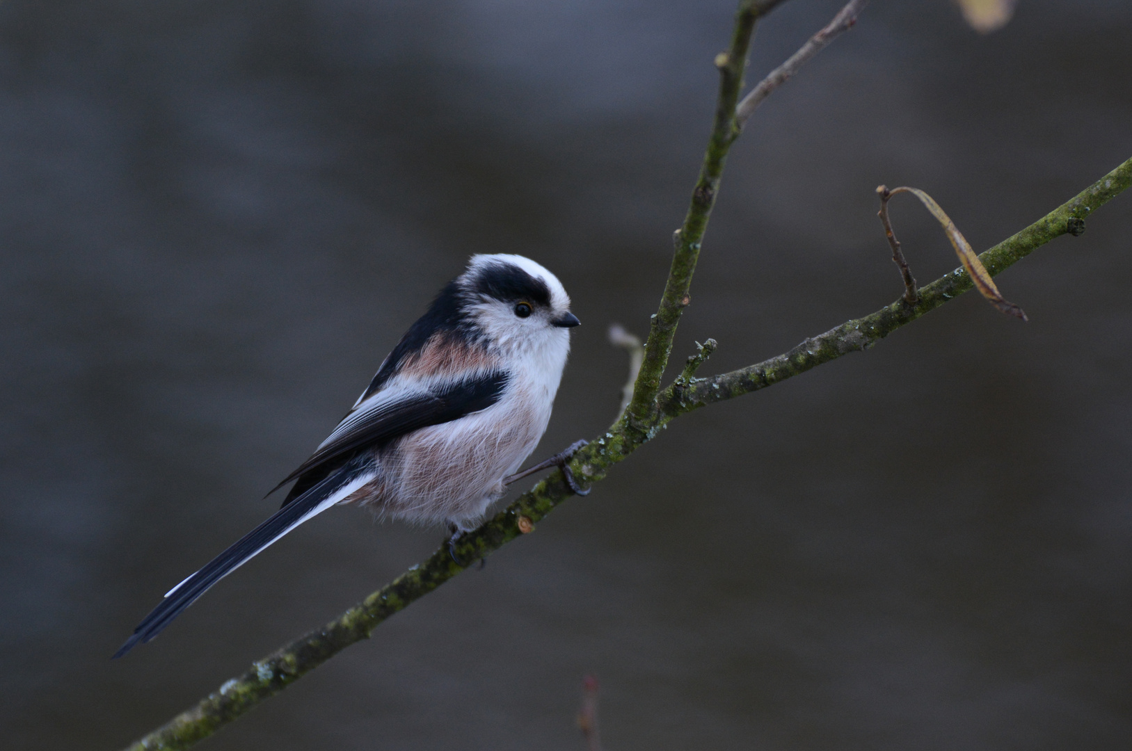 Mésange a longue queue photo et image | animaux, animaux sauvages ...