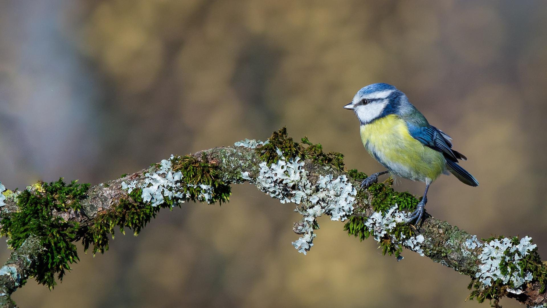 Mésange bleue photo et image | animaux, animaux sauvages, oiseaux ...