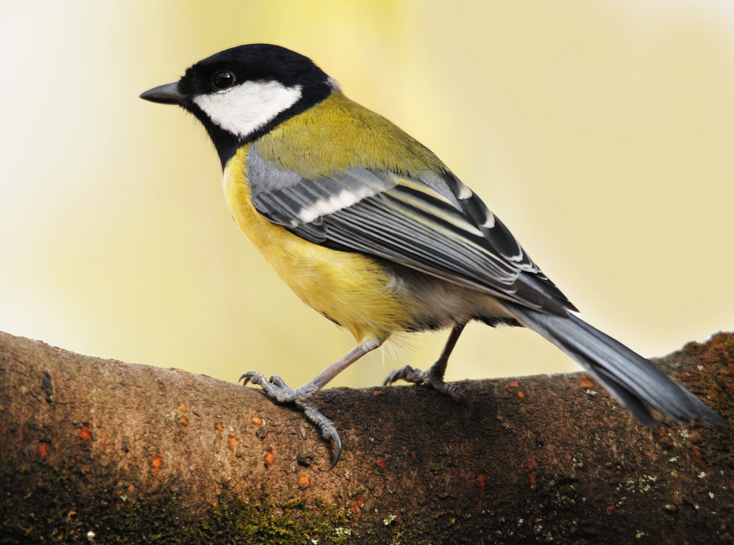 Mésange charbonnière mâle (3) photo et image | animaux, animaux ...