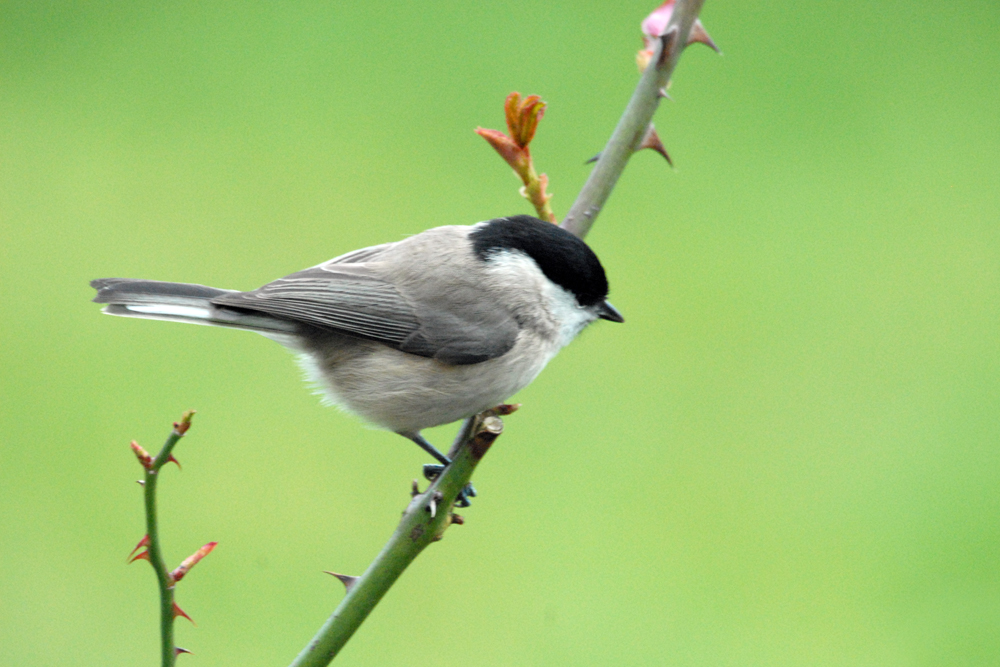 Mésange nonnette photo et image | animaux, animaux sauvages, oiseaux ...