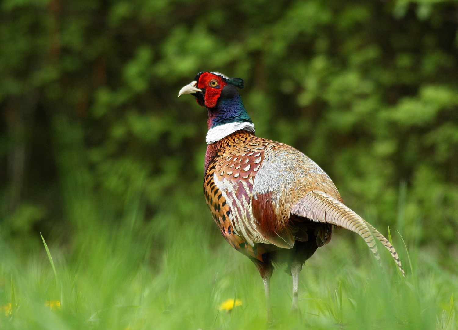 Messire Faisan photo et image | animaux, animaux sauvages, oiseaux ...