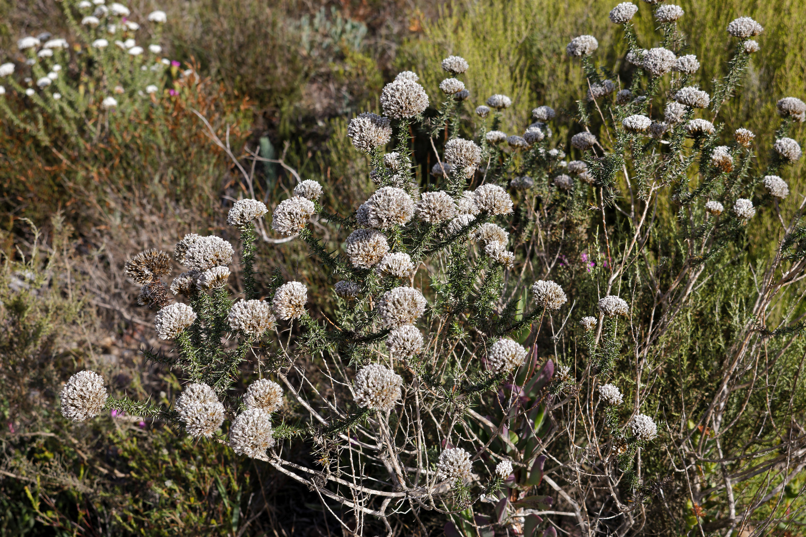 Metalasia muricata Foto & Bild | africa, southern africa, south africa ...