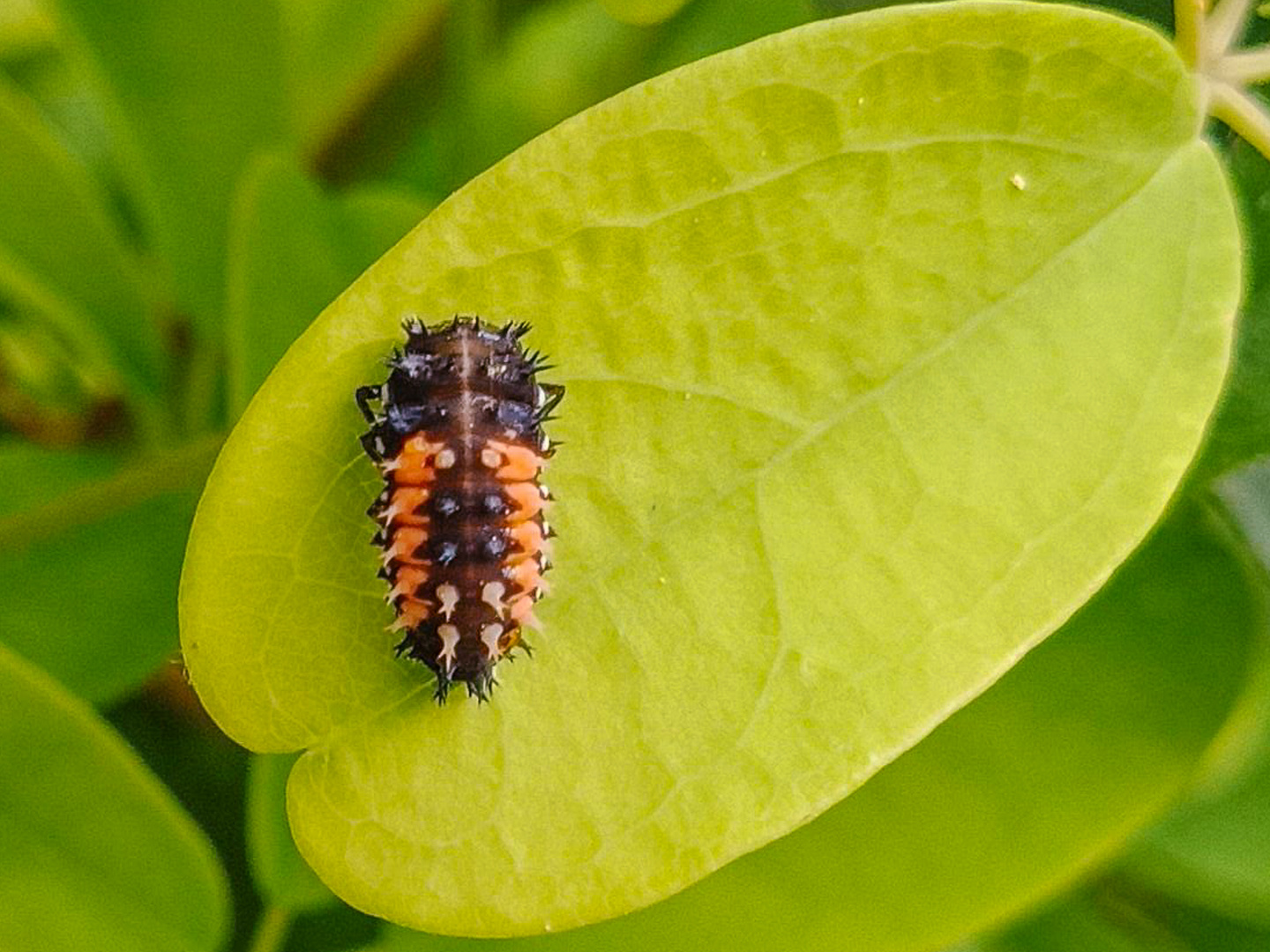 Metamorph Foto & Bild | tiere, wildlife, insekten Bilder auf fotocommunity
