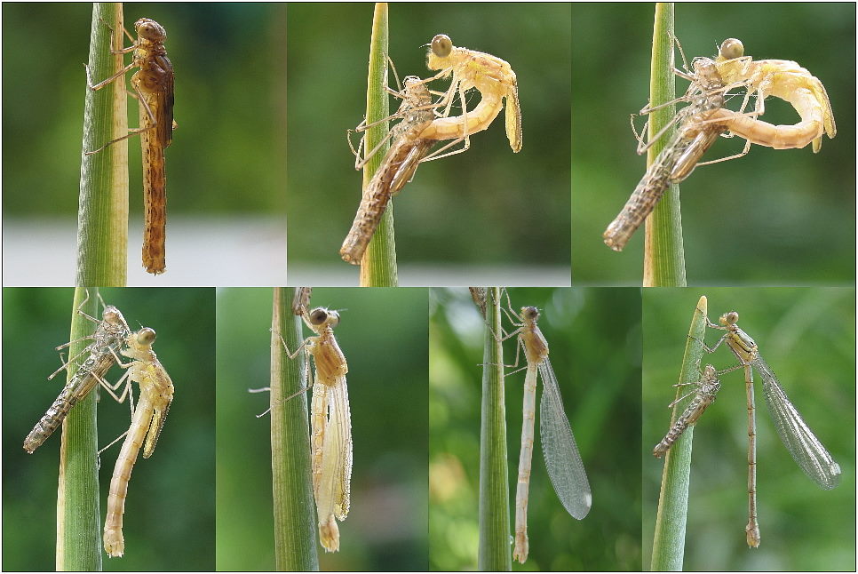 Metamorphose Foto & Bild | tiere, wildlife, libellen Bilder auf ...