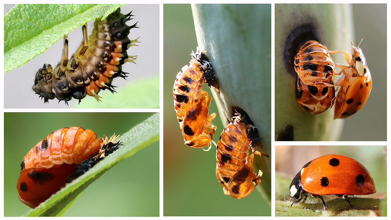 Metamorphose Foto & Bild | tiere, wildlife, insekten Bilder auf ...