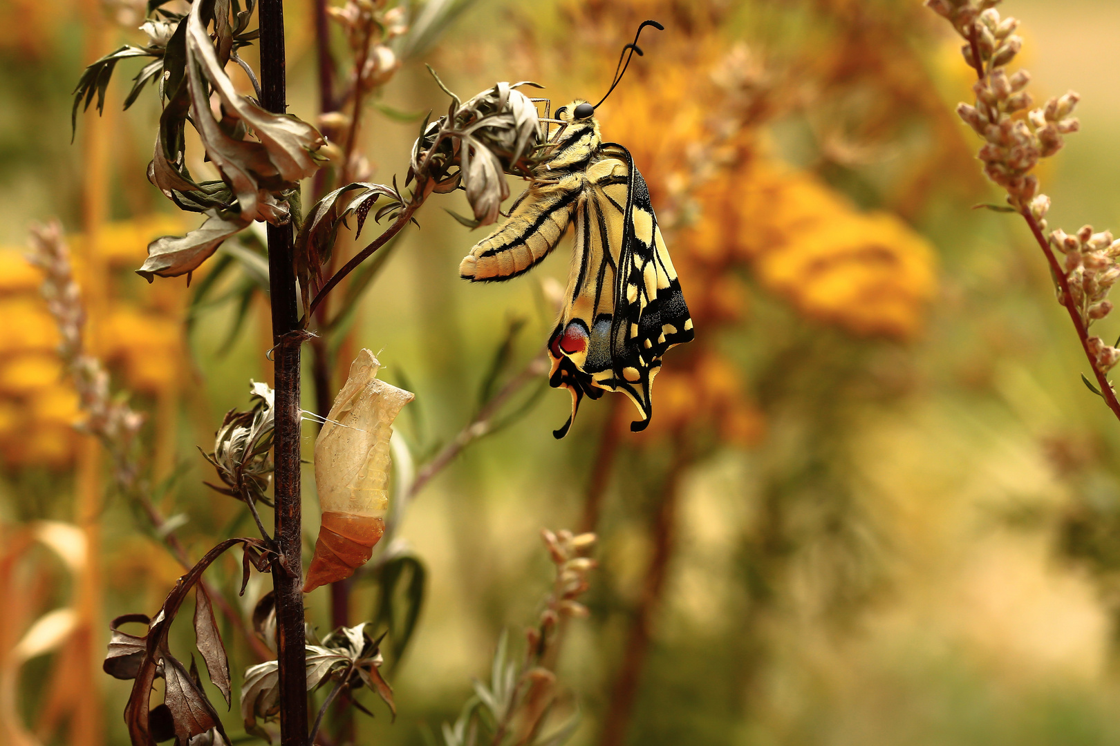 Metamorphose 5 Foto & Bild | tiere, wildlife, schmetterlinge Bilder auf ...