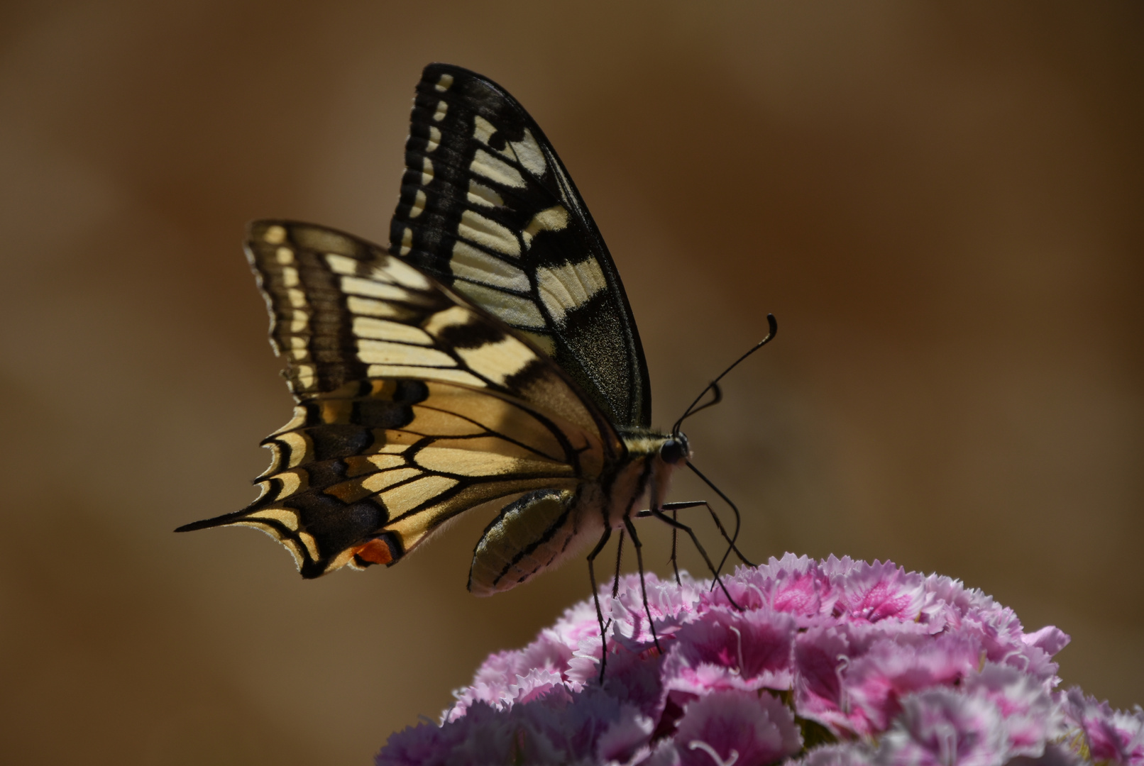 Metamorphose Foto & Bild | jahreszeiten, sommer, makro tiere & insekt ...