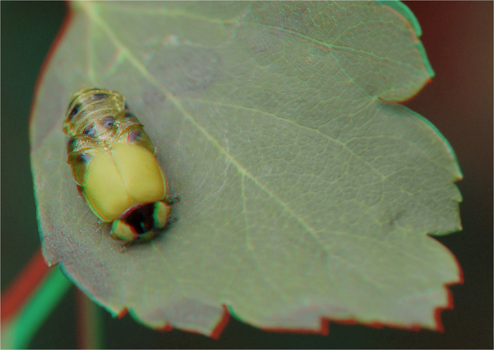 _ Metamorphose - Marienkäfer _ Foto & Bild | stereoskopische raumbilder ...