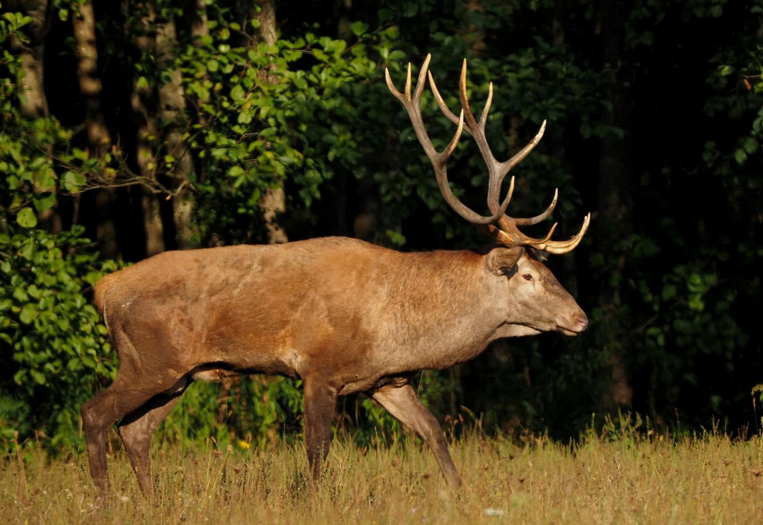 Methusalem Foto & Bild | tiere, wildlife, landschaft Bilder auf ...