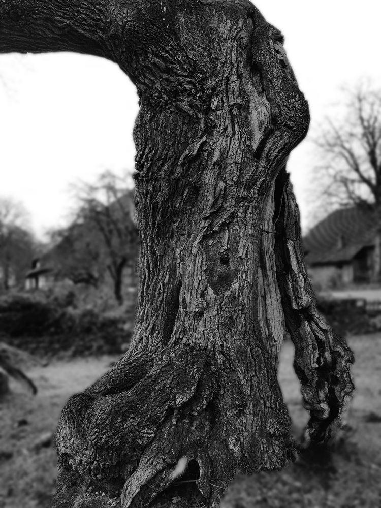 Methusalem Foto & Bild | spezial, wald, outdoor Bilder auf fotocommunity