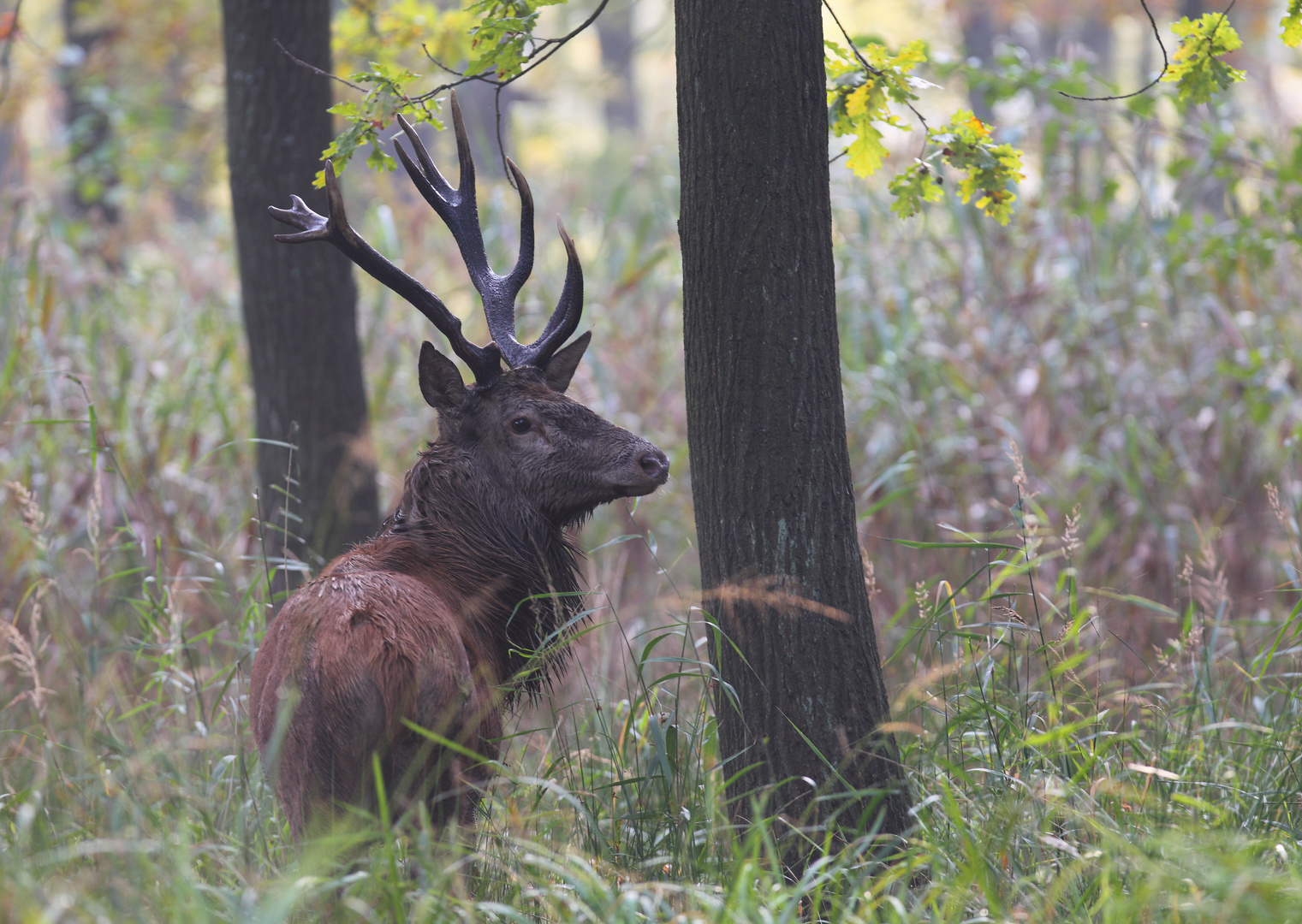 Methusalem Foto & Bild | natur, germany, wildlife Bilder auf fotocommunity
