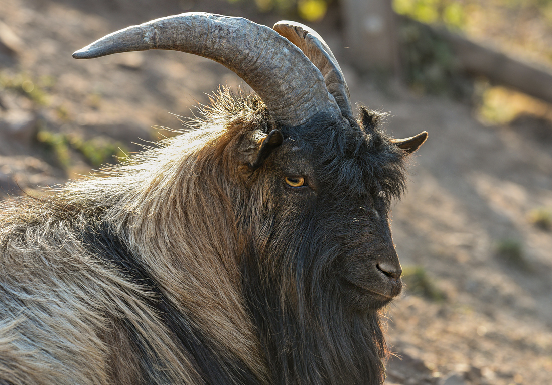 Methusalem Foto & Bild | natur, zoo, tiere Bilder auf fotocommunity