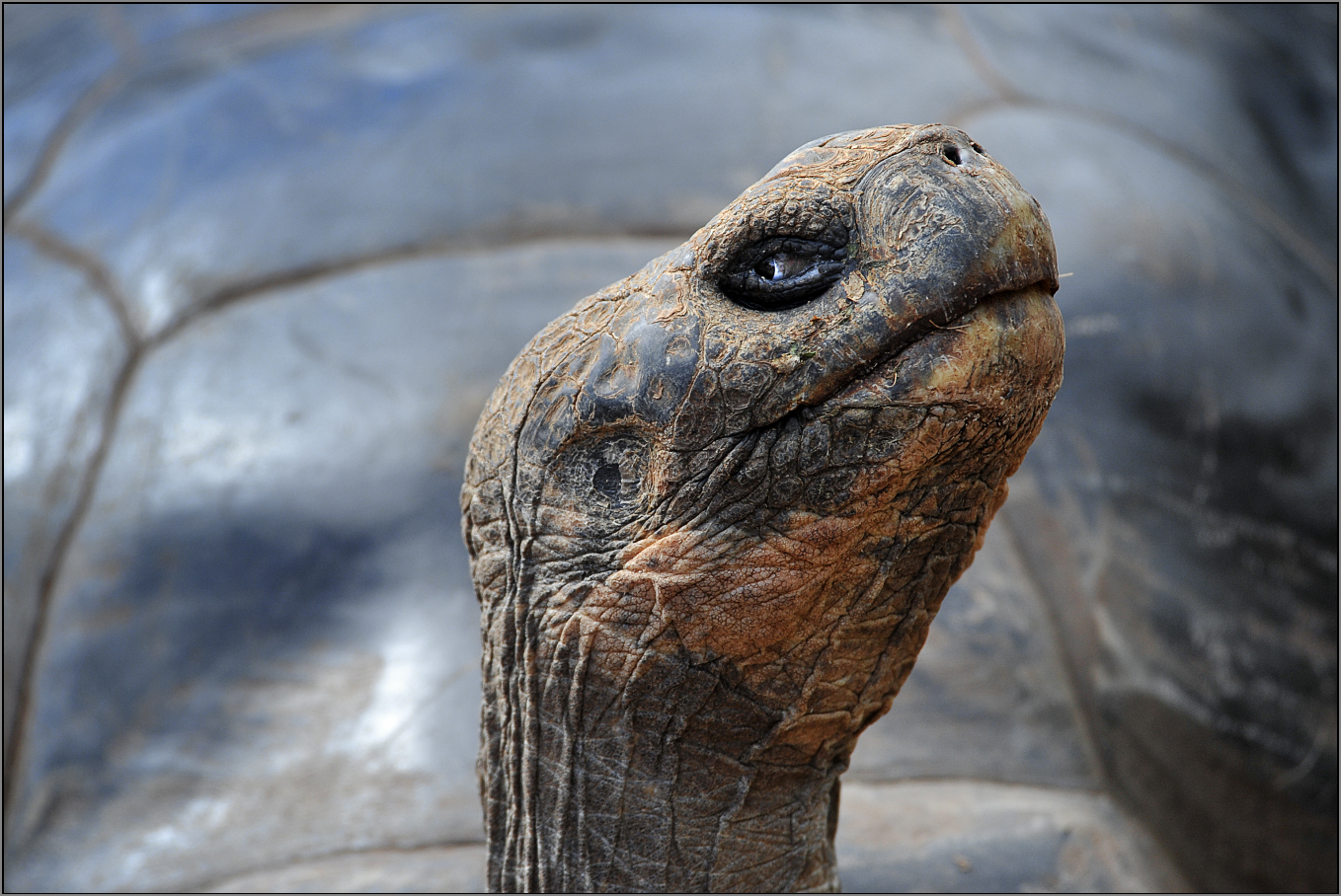 Methusalem Foto & Bild | world, natur, tiere Bilder auf fotocommunity