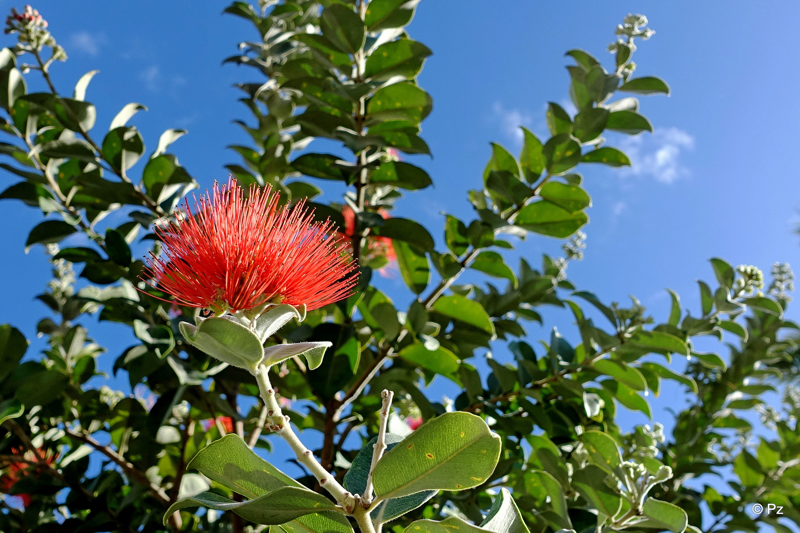 "Metrosideros excelsa" oder "Metrosideros polymorpha" ... Foto & Bild ...