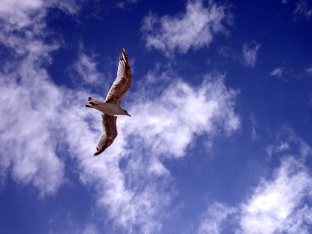 Mewa Foto & Bild | animals, wildlife, birds Bilder auf fotocommunity