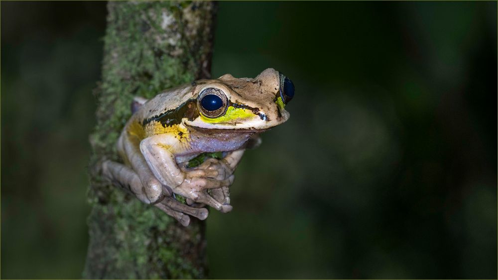 Mexican tree frog Foto & Bild | natur, tiere, wildlife Bilder auf ...