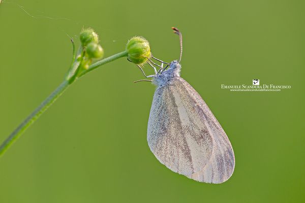 Macro di insetti Immagini e foto