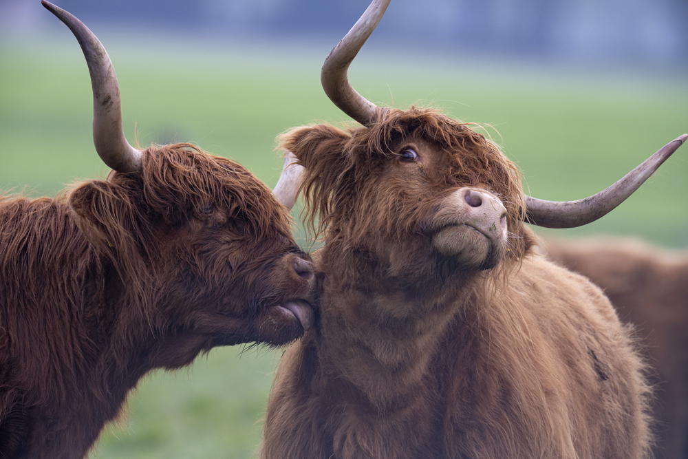 Mhm...... Foto & Bild | tiere, haustiere, nutztiere Bilder auf ...