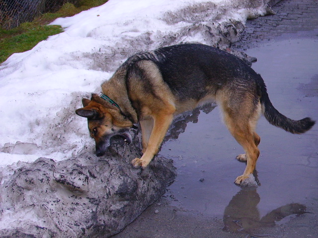 mhm Mama sagt dreckiger Schnee ist ekelig ... Foto & Bild | tiere ...