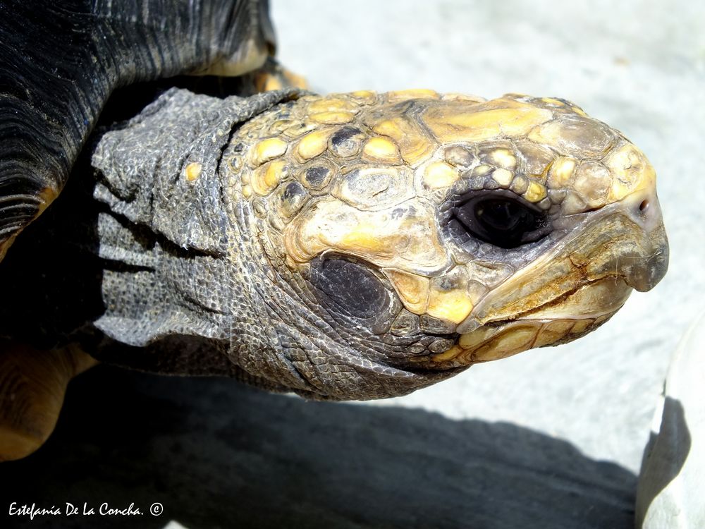Mi morrocoy! Imagen & Foto | animales, animales domésticos, morrocoy ...