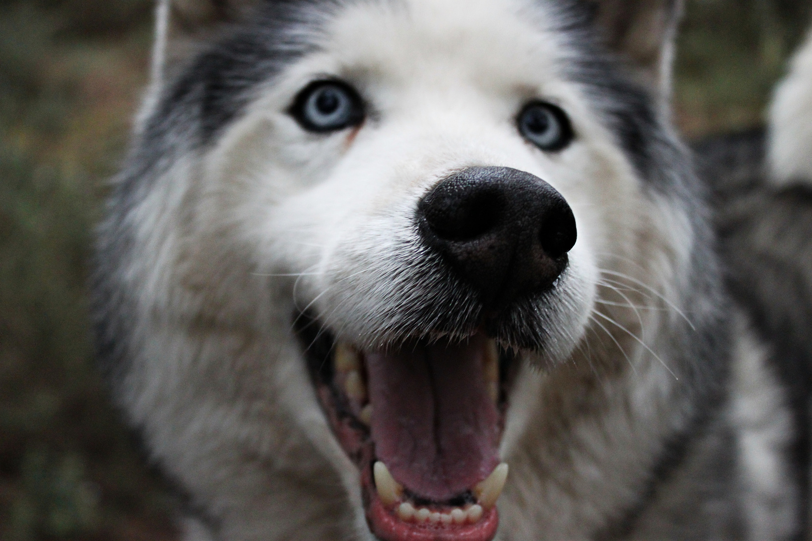 mi perro Imagen & Foto | animales, animales domésticos, naturaleza ...