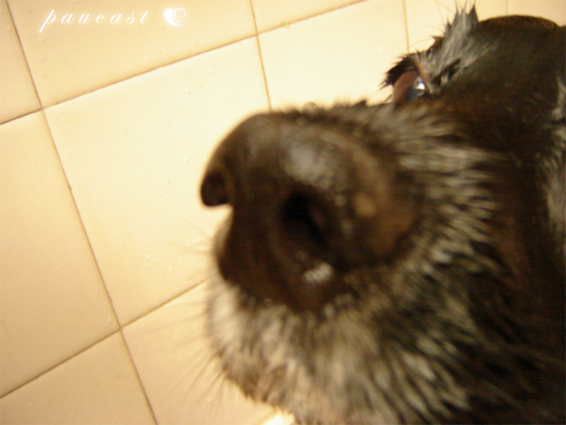 Mi perro foca Imagen & Foto | animales, animales domésticos, naturaleza ...