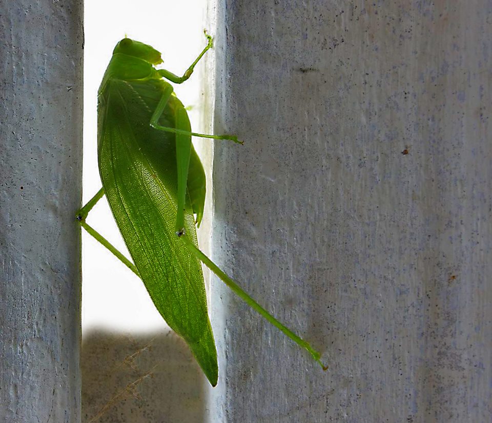 Mi Tara Imagen & Foto | animales, tara, verde Fotos de fotocommunity