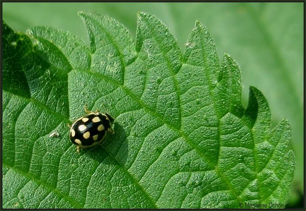 Mich gibt es auch in schwarz mit gelben Punkten... Foto & Bild | natur ...
