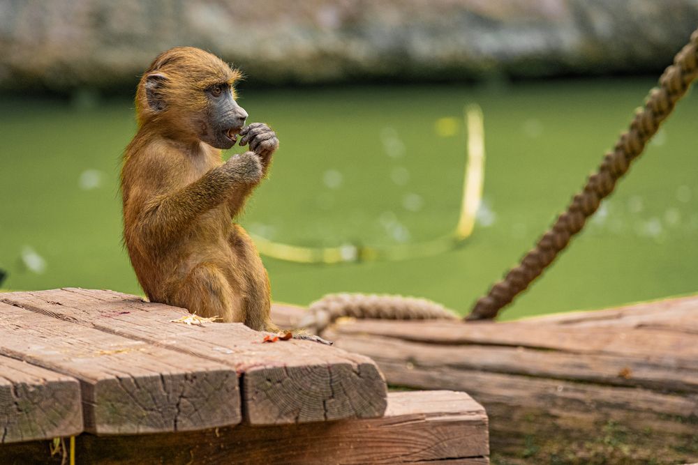 Mich laust der Affe .... Foto & Bild | tiere, zoo, wildpark & falknerei ...