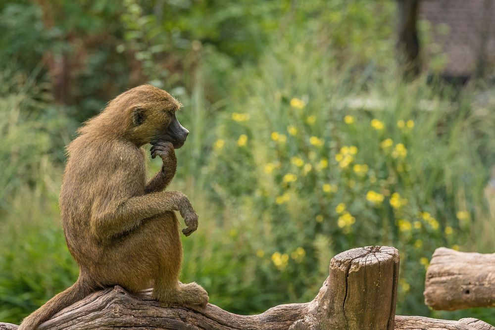 Mich laust der Affe .... Foto & Bild | tiere, zoo, wildpark & falknerei ...