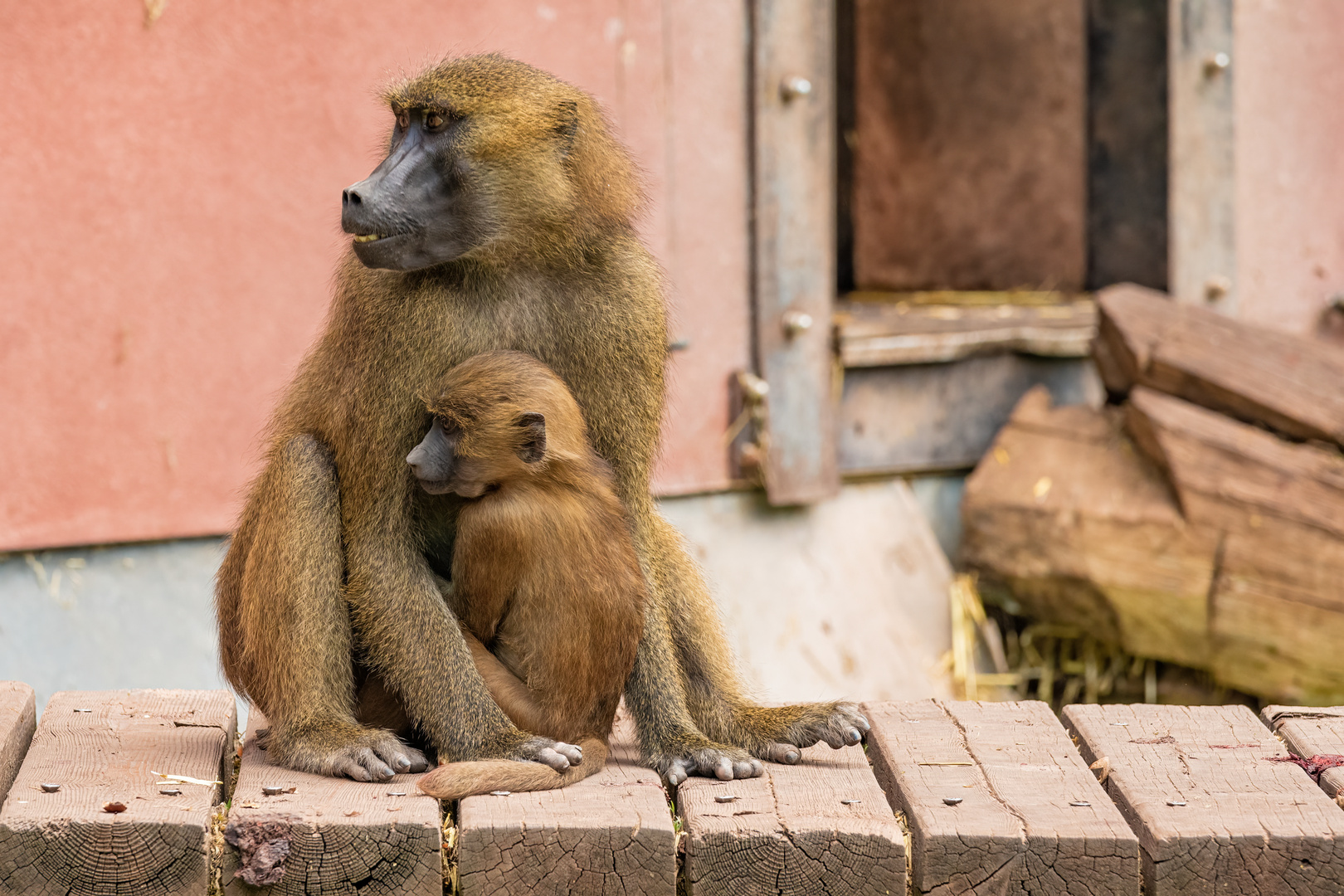 Mich laust der Affe .... Foto & Bild | tiere, zoo, wildpark & falknerei ...