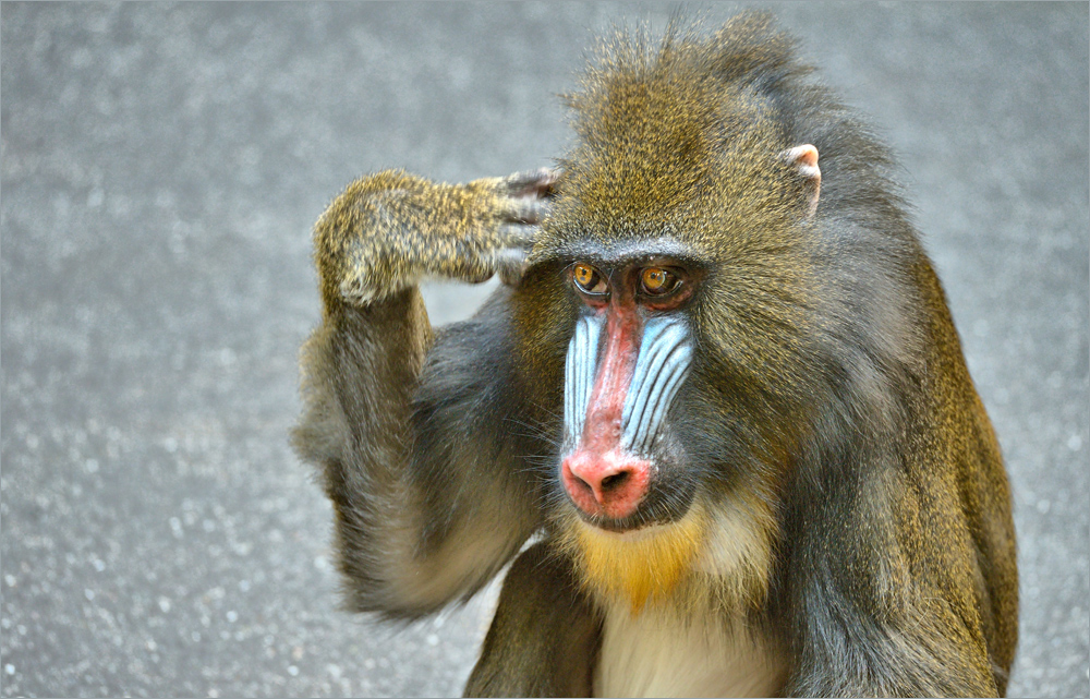 Mich laust der Affe ..., Foto & Bild | tiere, zoo, wildpark & falknerei ...