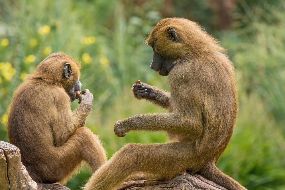 Mich laust der Affe .... Foto & Bild | tiere, zoo, wildpark & falknerei ...