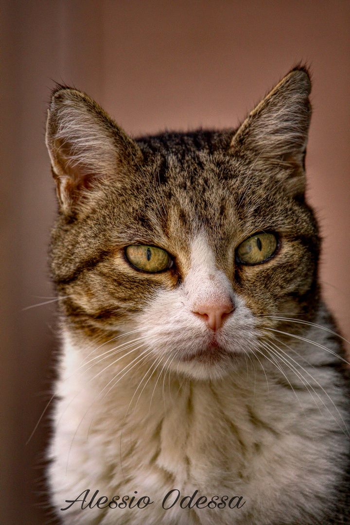 micio Foto % Immagini| fotos, canon, city Foto su fotocommunity