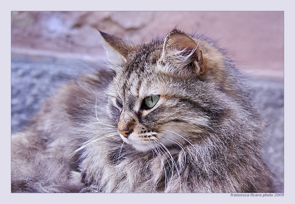 ...micio... Foto % Immagini| animali, natura Foto su fotocommunity