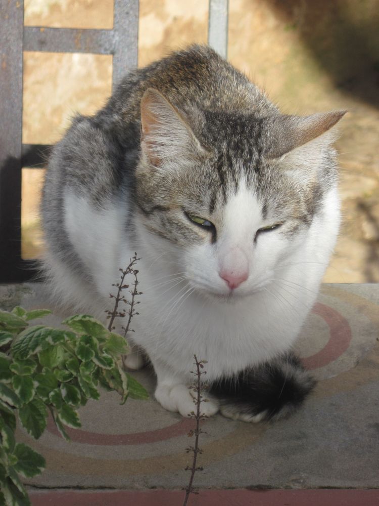 Micio Foto % Immagini| animali, animali domestici e da cortile, gatti ...