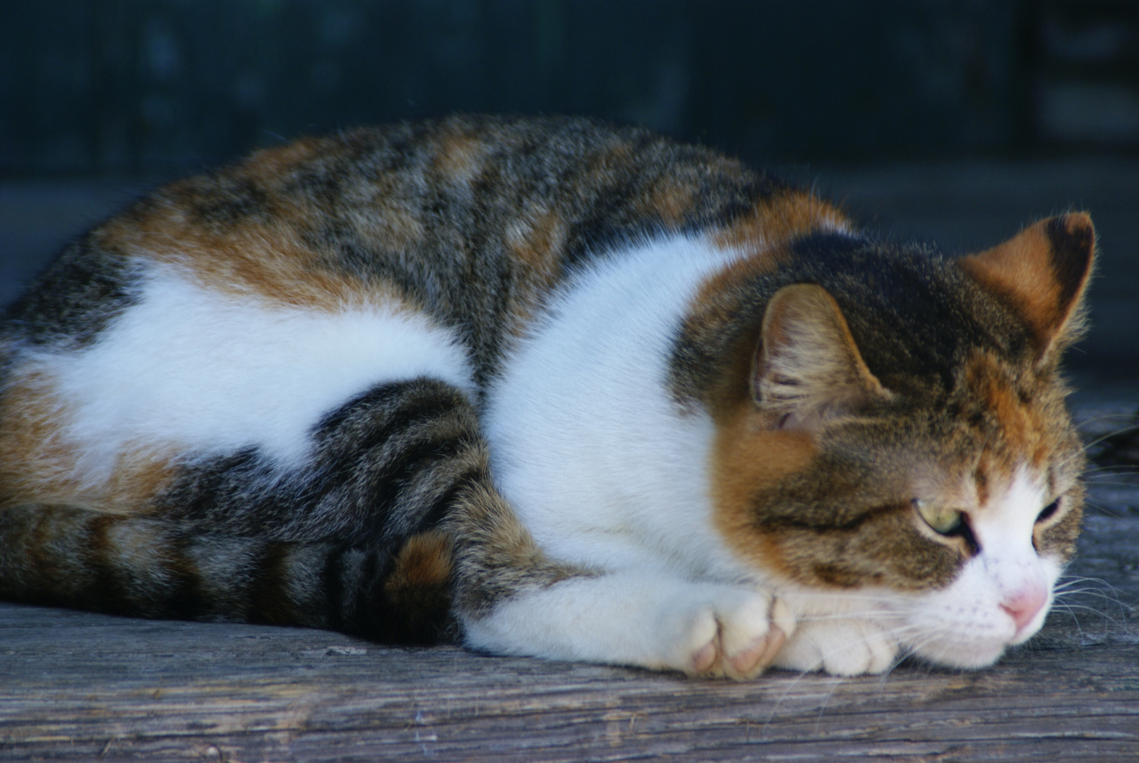 MICIO A RIPOSO Foto % Immagini| animali, natura Foto su fotocommunity