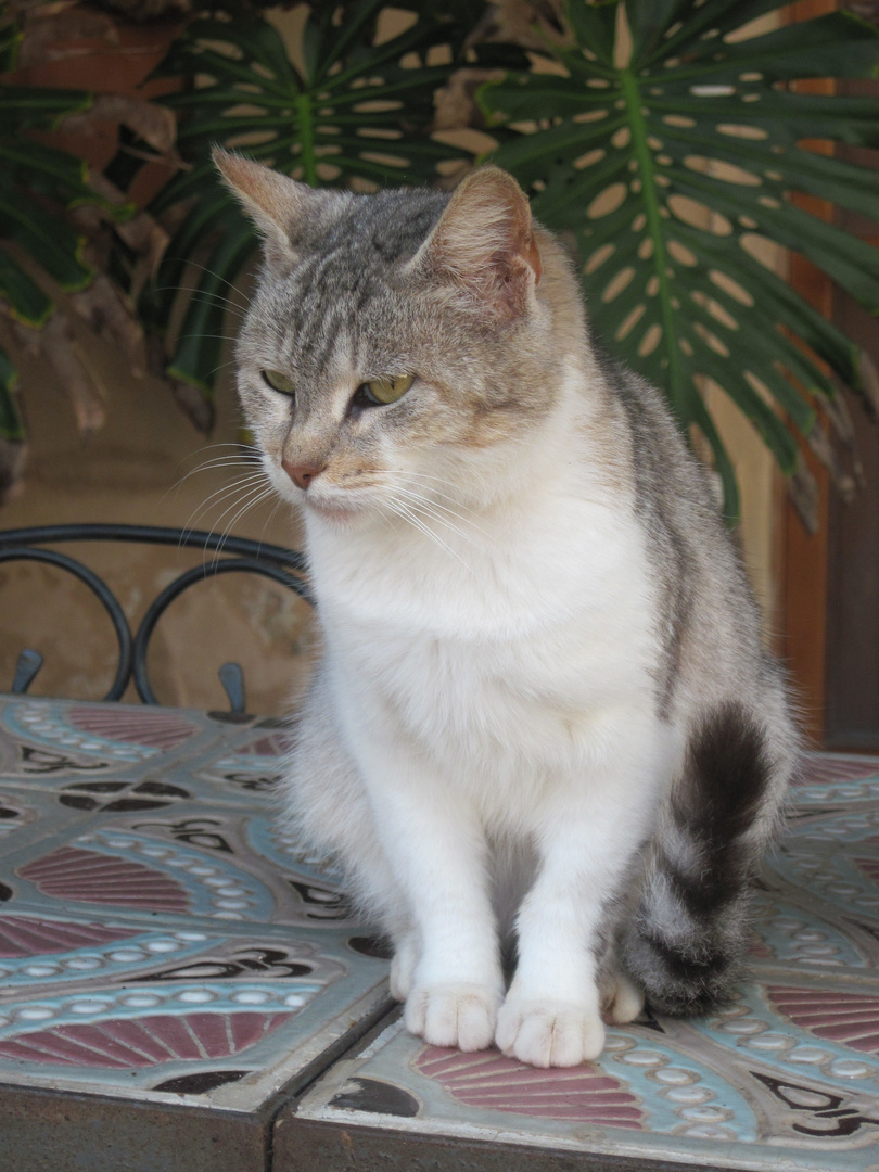 Micio Foto % Immagini| animali, animali domestici e da cortile, gatti ...
