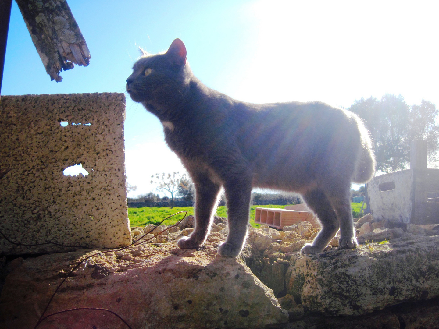 Micio controluce Foto % Immagini| animali, animali domestici e da ...
