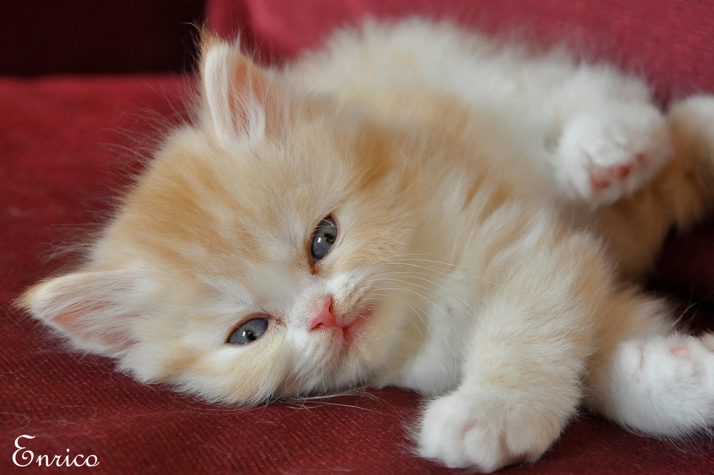 MICIO Foto % Immagini| animali, animali domestici e da cortile, gatti ...