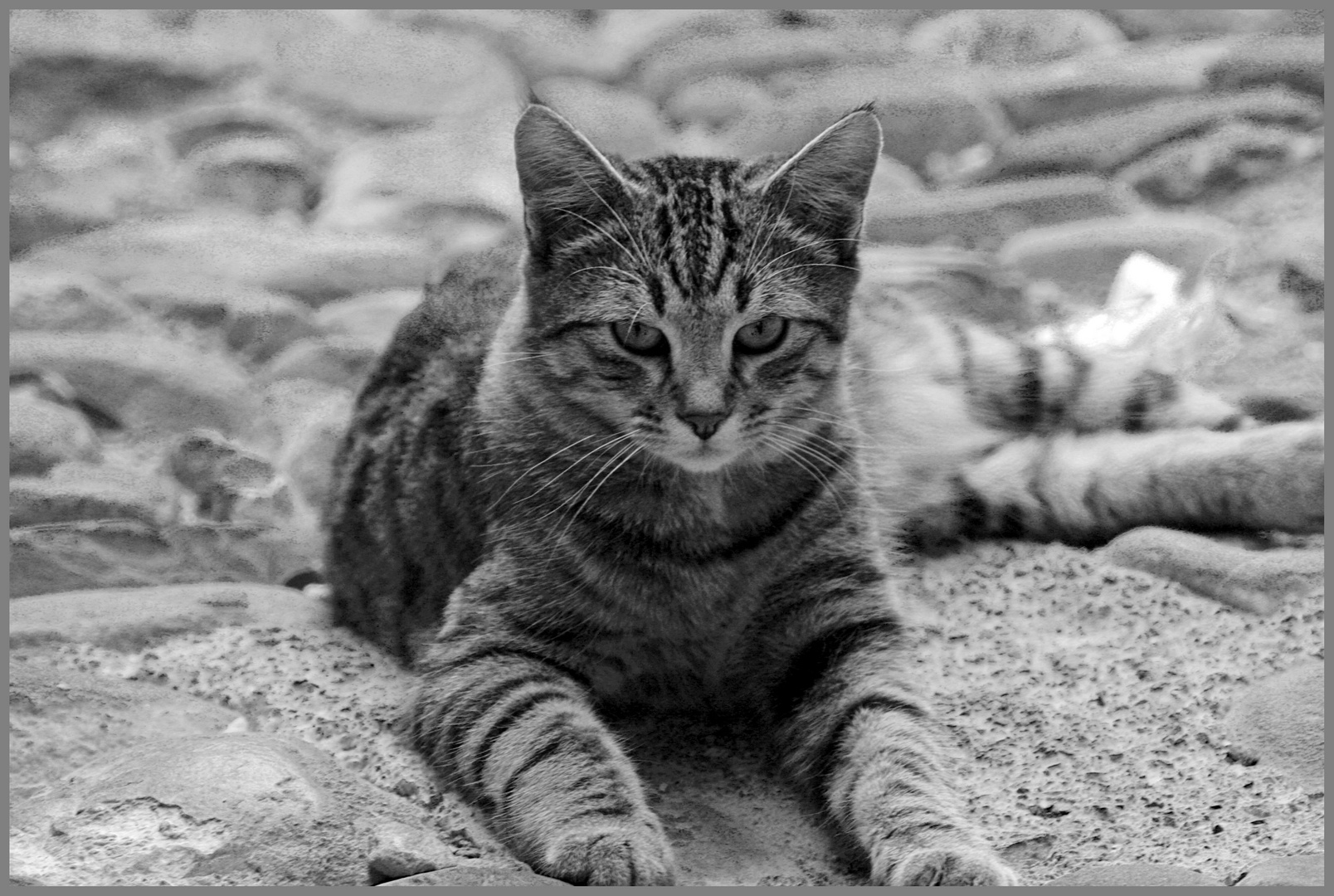 micio vagabondo Foto % Immagini| animali, animali domestici e da ...