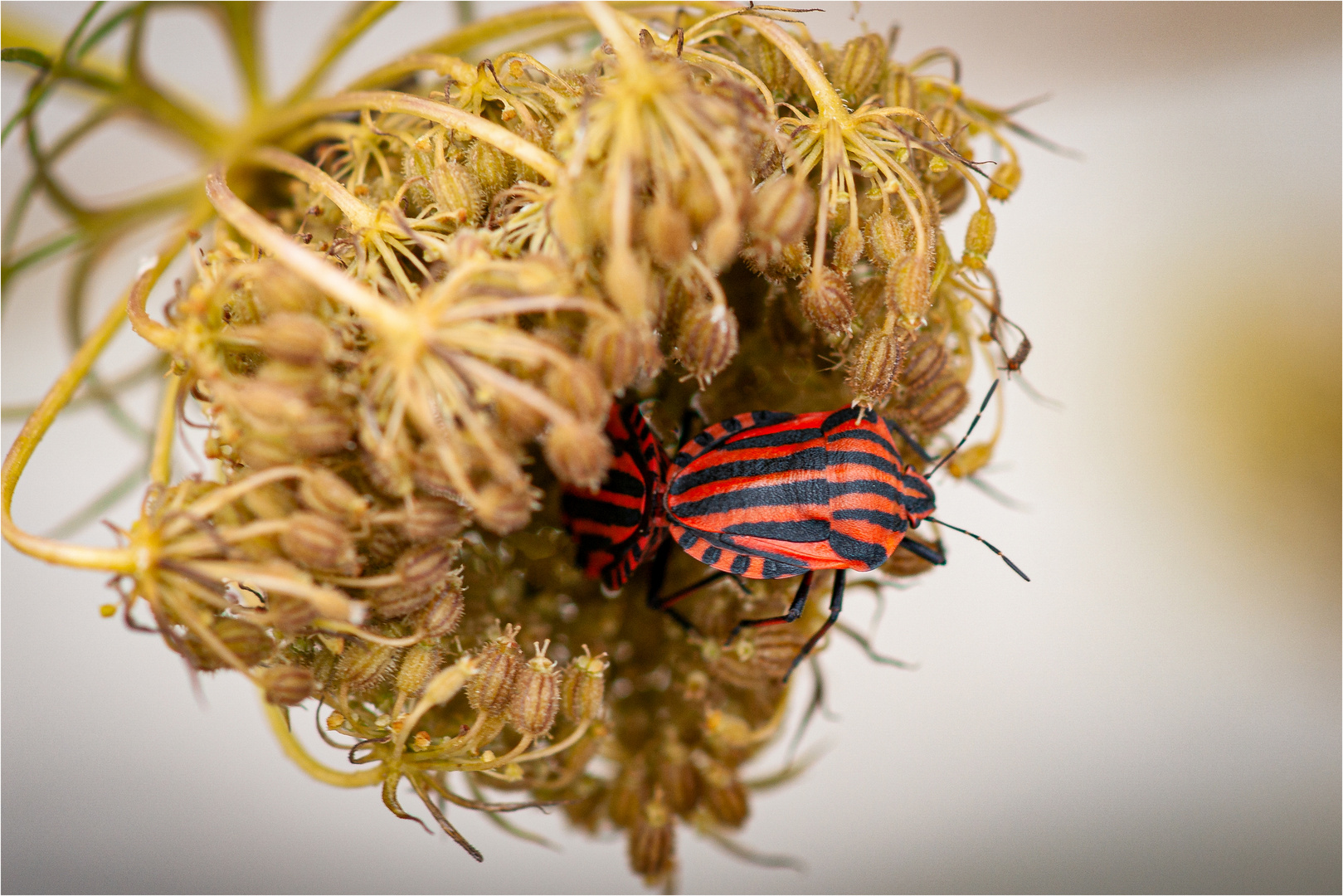 Mickriger Fotoroman Folge 2 Foto & Bild | aron, daniel streit, quintana ...