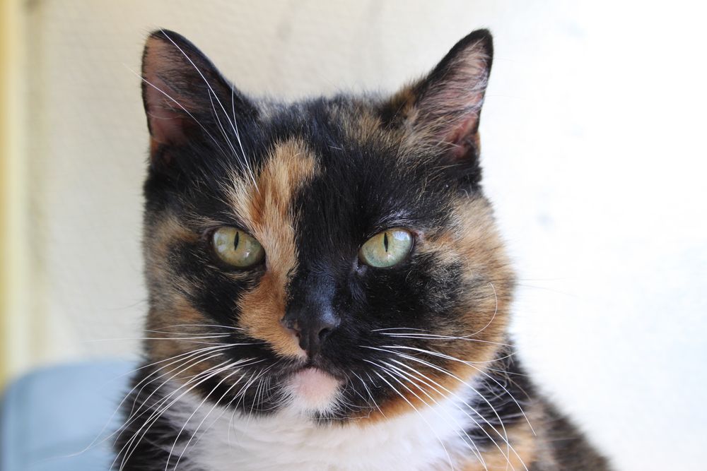 Micky - meine schöne Katze Foto & Bild | tiere, haustiere, katzen ...